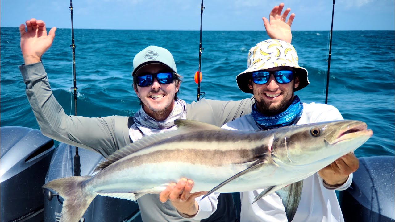 COBIA FISH {Catch/Clean/Cook} - YouTube