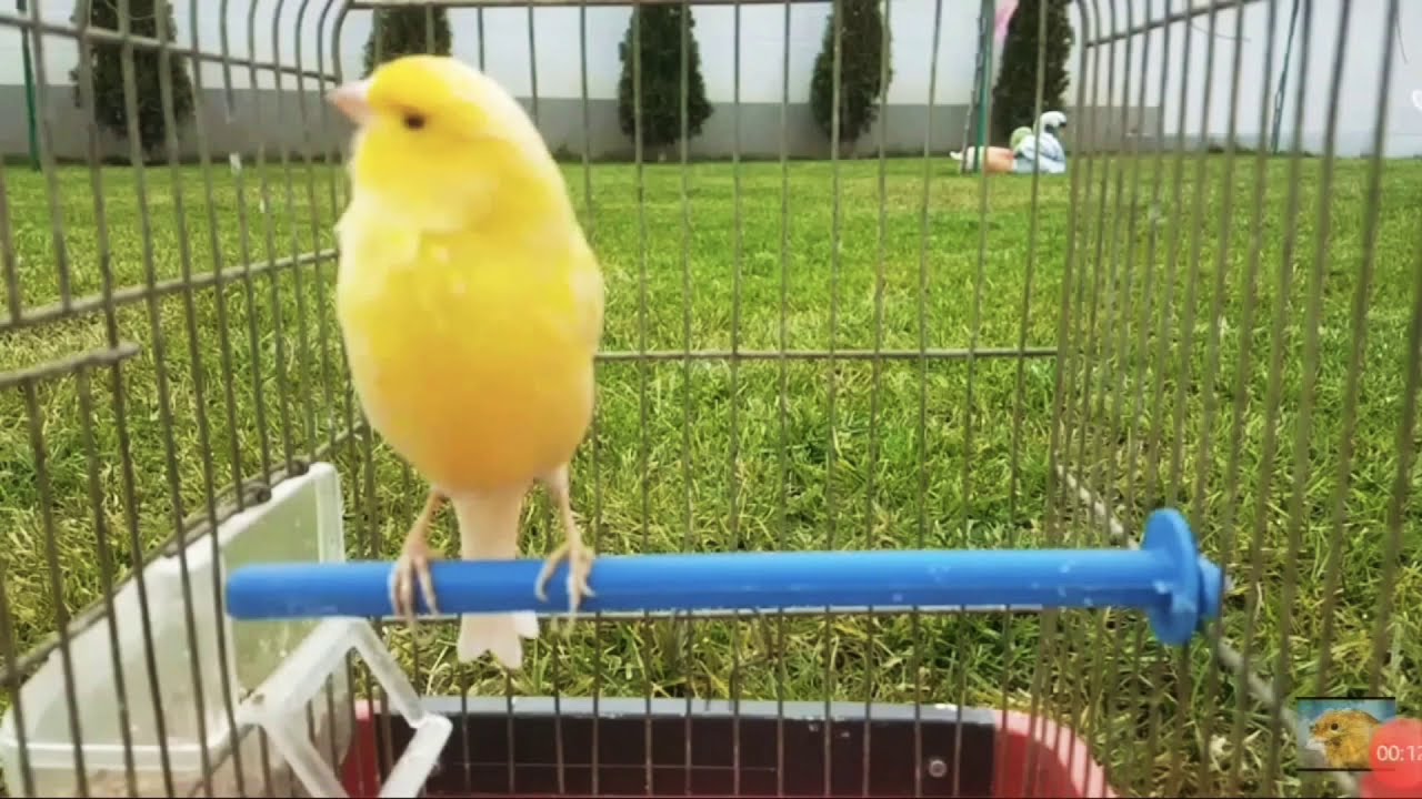 kenari/macam warna burung kenari dan suaranya - YouTube