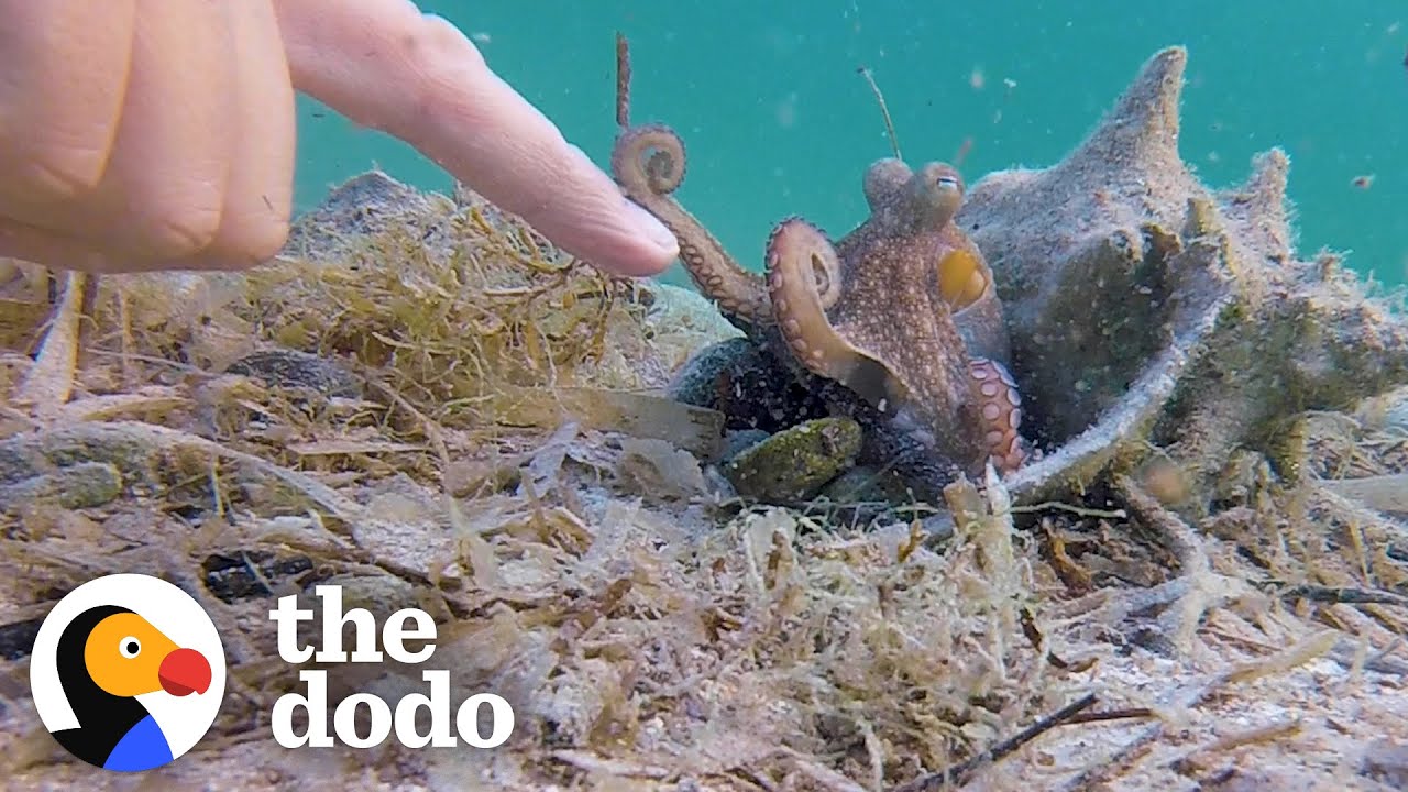 Wild Octopus Is Always Excited To See His Human Best Friend | The Dodo ...