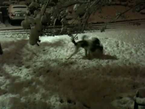 Commander Samuel Vimes and Elwin Ransom, Labradoodles in the Snow - YouTube