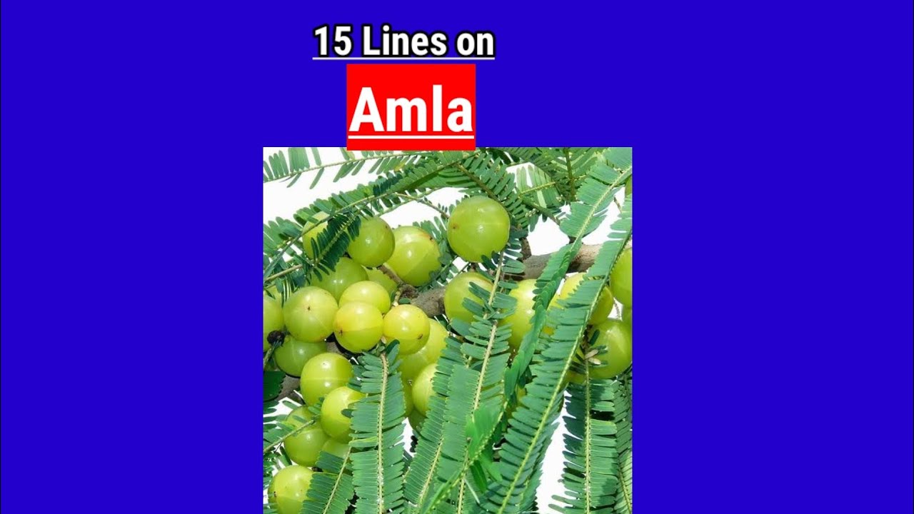 15 Lines on Amla or Indian Gooseberry in English||Short Essay on Amla ...