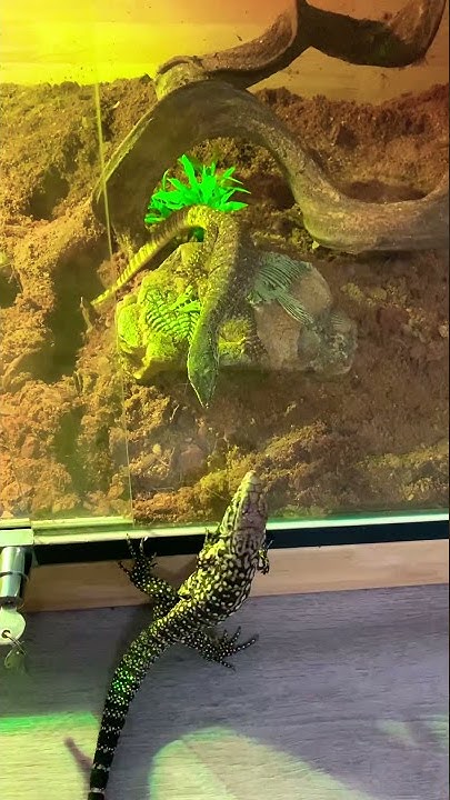Tegu meet Argus Monitor - YouTube