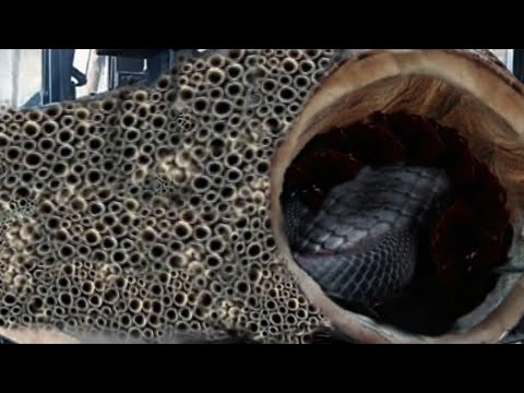 The snake almost killed me! This happened during the sawing of hollow teak wood