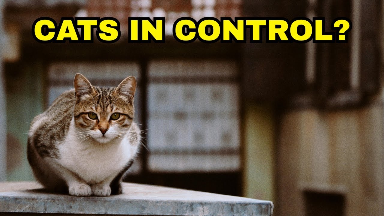 How Do Cats Control Your Home Without You Noticing? You'll Be Surprised ...
