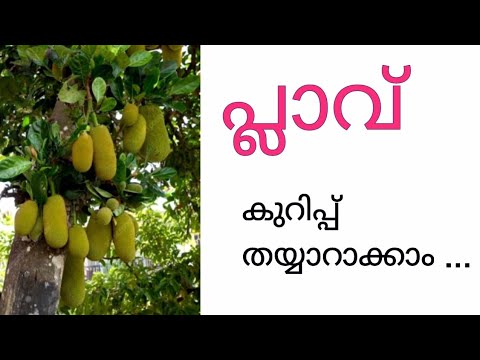 പ്ലാവ് കുറിപ്പ് തയ്യാറാക്കാം|മരങ്ങളെ കുറിച്ച് കുറിപ്പ് | @Aanakutty ...