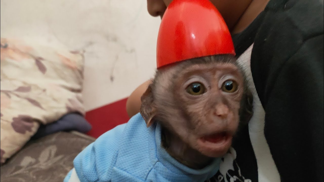 bayi monyet pintar bermain bersama, anak monyet lucu - YouTube