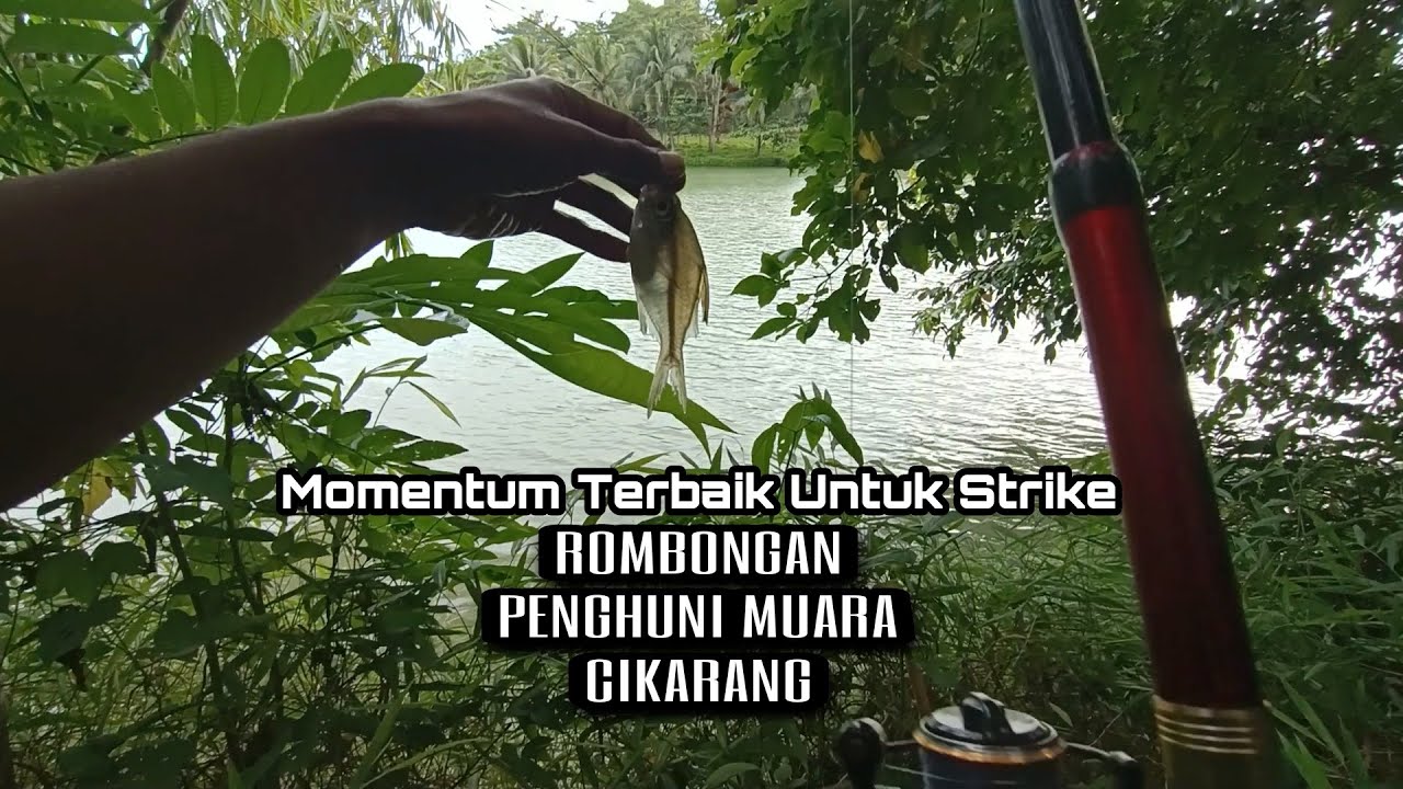 Mancing Ikan Muara Di Serbu Rombongan Ikan Laut- ini Waktu yang Tepat ...