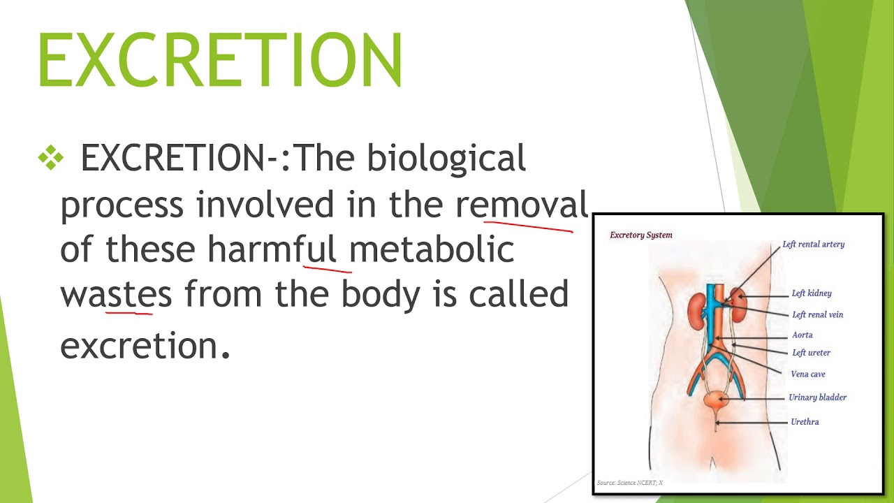 Lecture 4 LIFE PROCESSES/BIOLOGY/NCERT CLASS 10 - YouTube