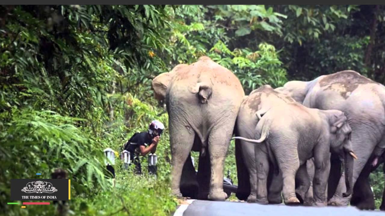 Angry Elephant Herd Attacks Bike Rider, Forcing Him To Beg For Mercy ...
