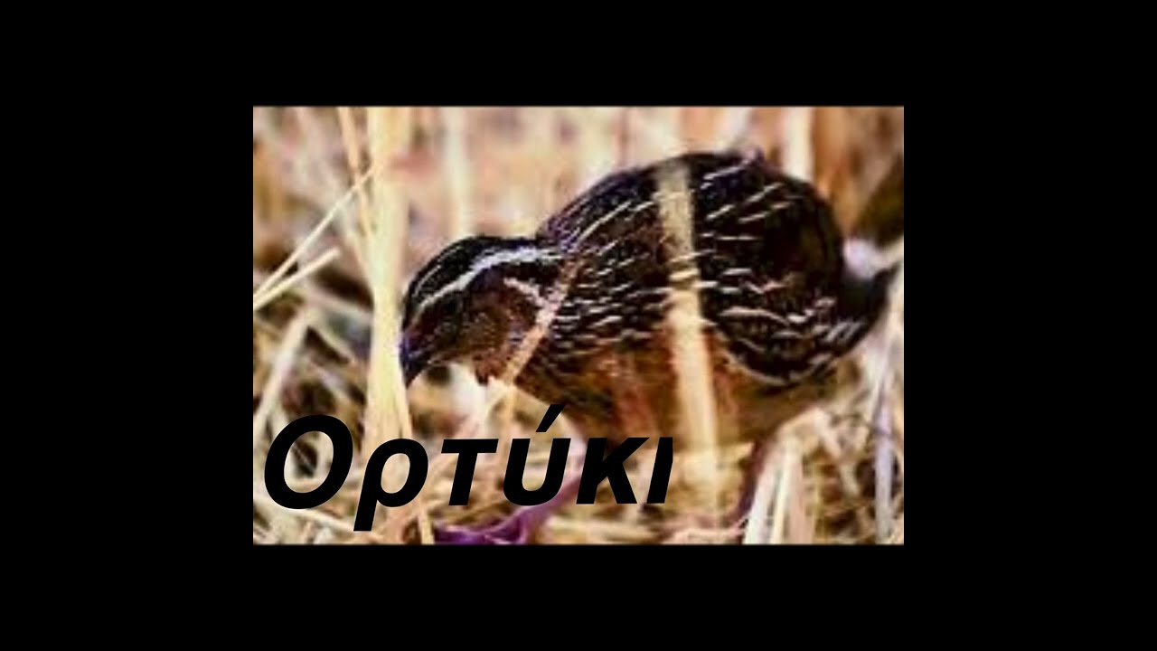 ΜΠΕΚΑΤΣΑ ΜΕ ΣΕΤΤΕΡ ΕΘΙΣΜΟΣ ΣΤΗ ΦΕΡΜΑ (77) - YouTube