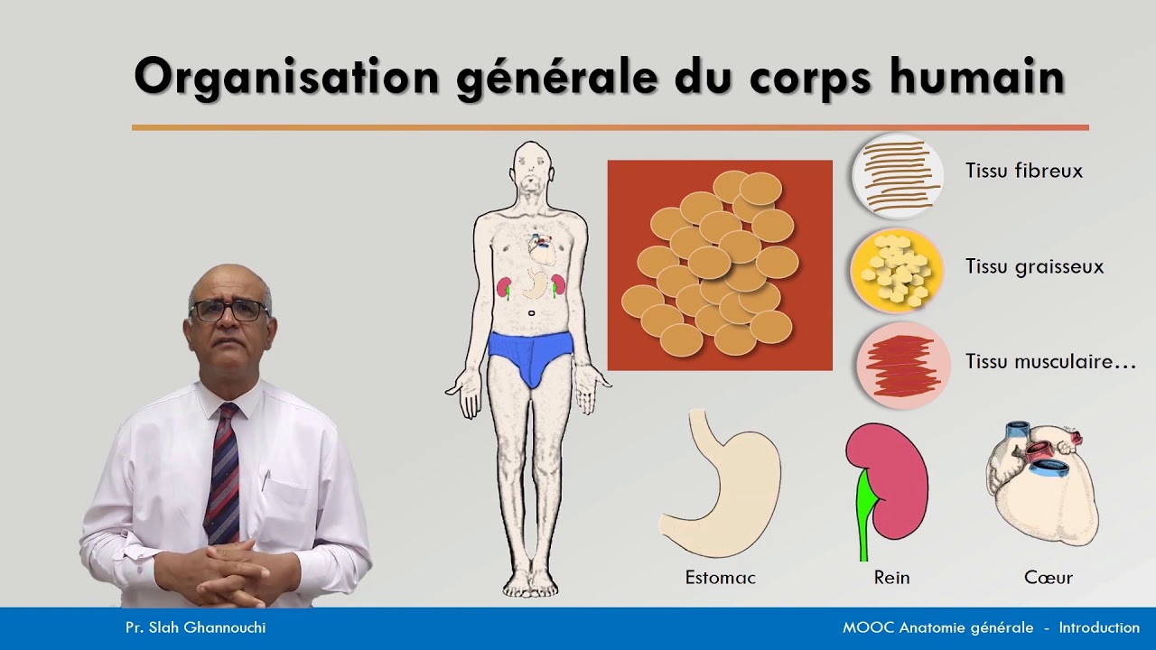 Anatomie générale - Organisation générale - YouTube