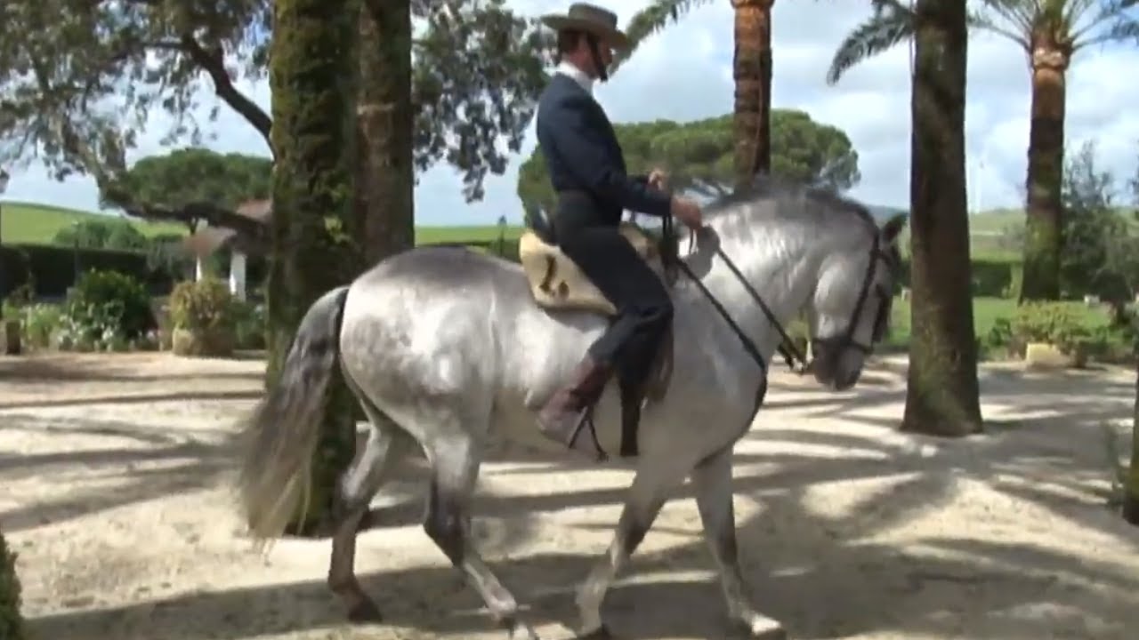 Les chevaux andalous, la tradition et l'excellence - YouTube