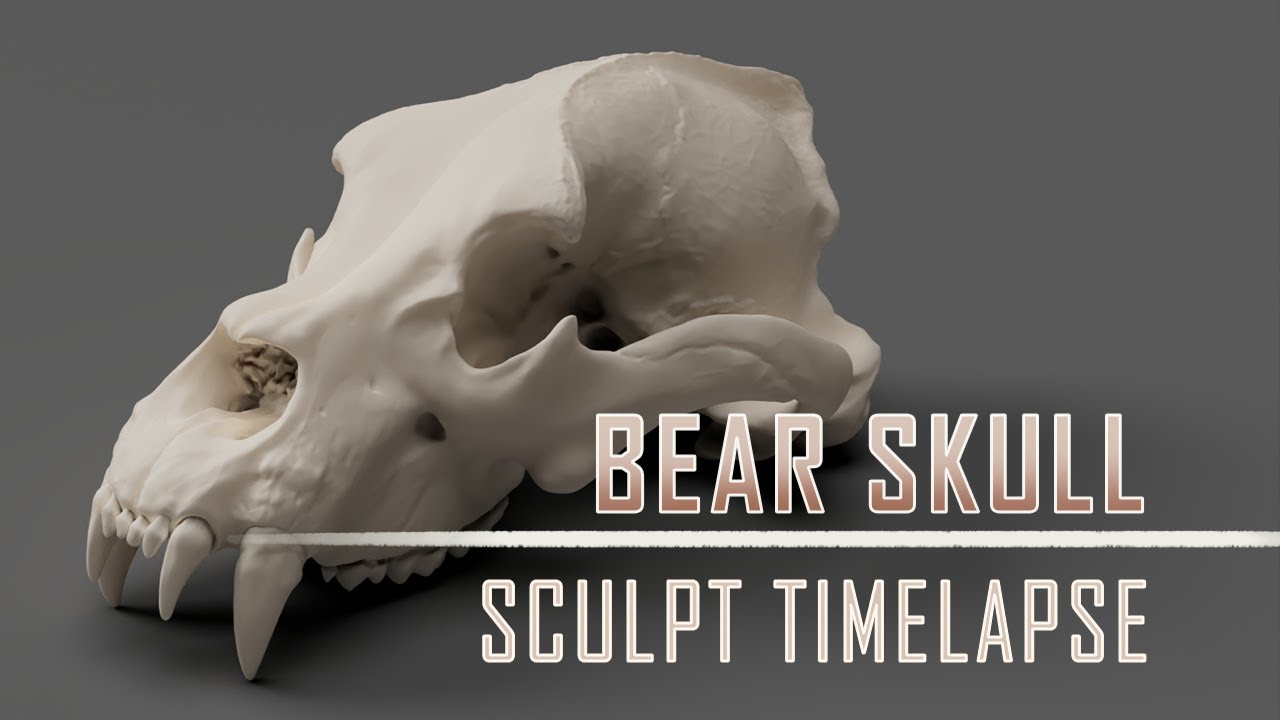 Timelapse - Giant bear skull sculpt - YouTube