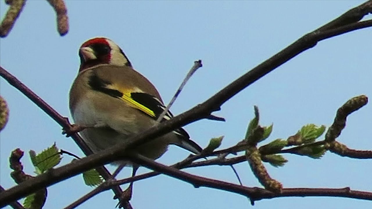 Goldfinch and Blue tit 190331 - YouTube