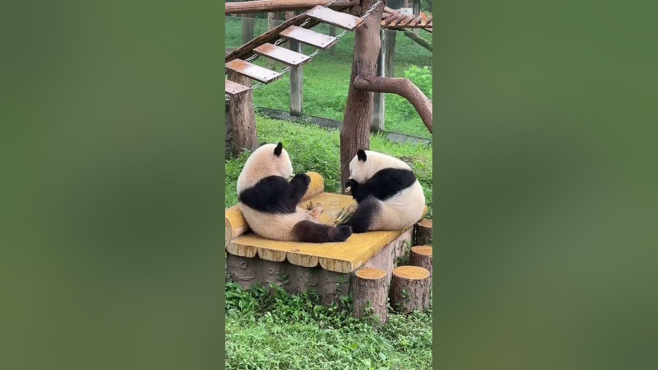 Panda core - YouTube