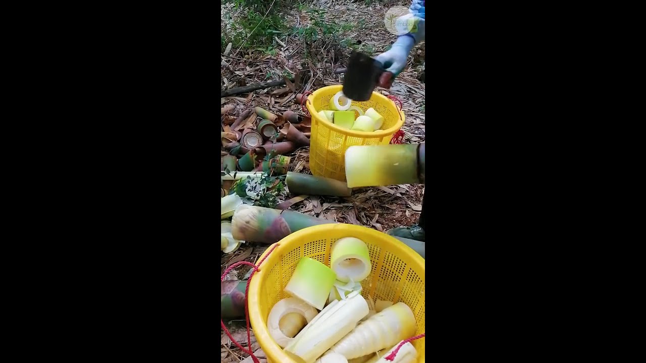 Amazing Cutting Bamboo Shoot 11 | Fresh Bamboo - YouTube
