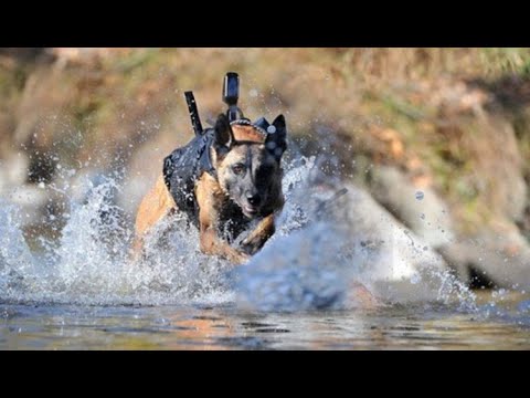 PERRO POLICIA K9 EN ACCION DETIENE DELINCUENTE (PERSECUCIÓN Y DERRIBO ...