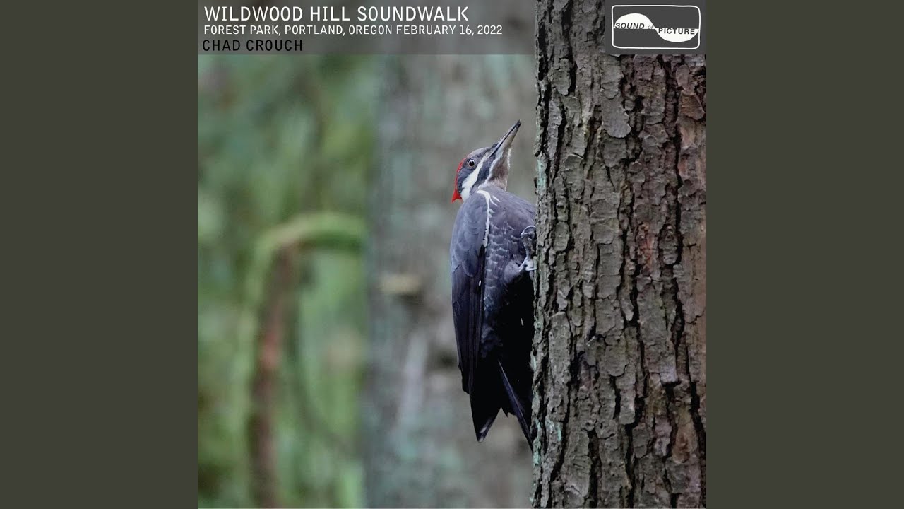 Part 6, Golden-crowned Kinglet Reprise - YouTube