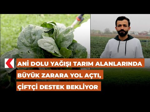 Ani dolu yağışı tarım alanlarında büyük zarara yol açtı, çiftçi destek bekliyor