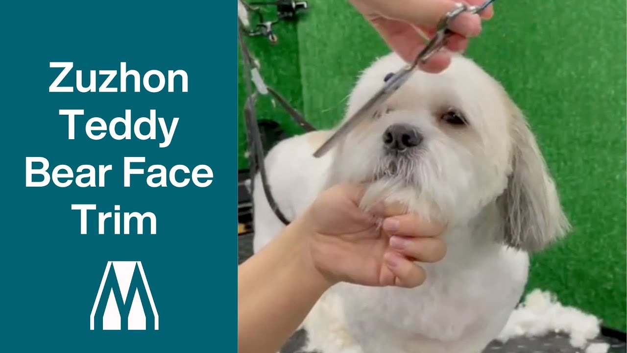 Teddy Bear Face Trim - Zuchon Grooming | Masterclip Dog Grooming ...