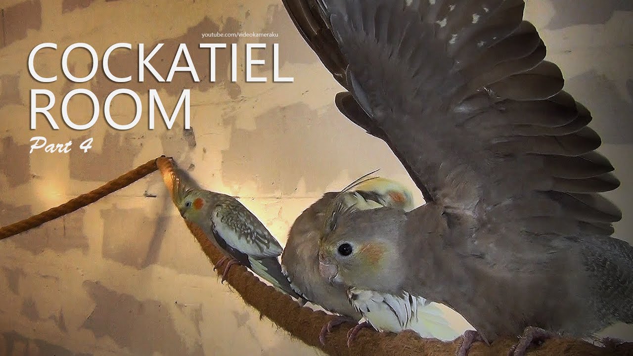 Cockatiel Room: August 2025 - Part 4 - YouTube