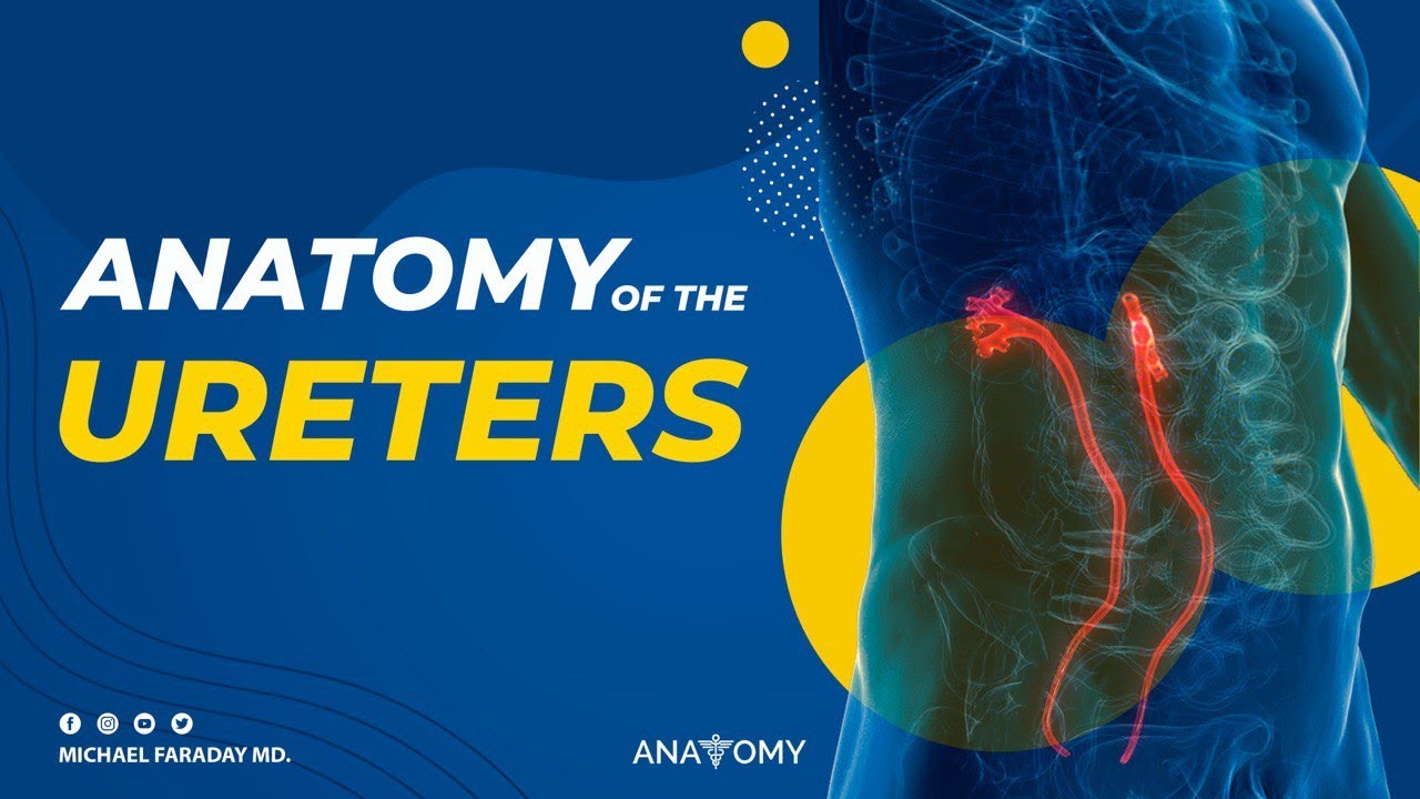 ANATOMY OF THE URETER - YouTube