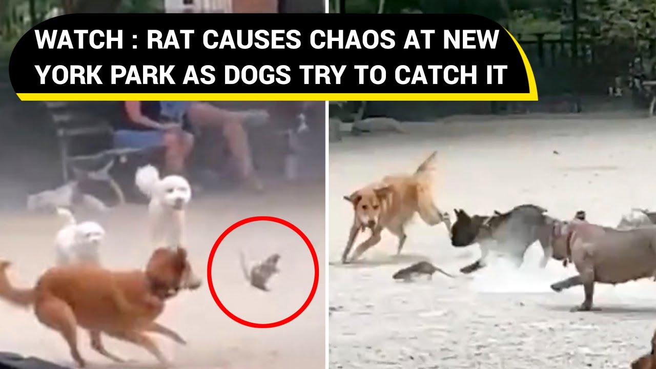 Aggressive rat sparks chaos at NYC dog park in wild viral video | Viral ...