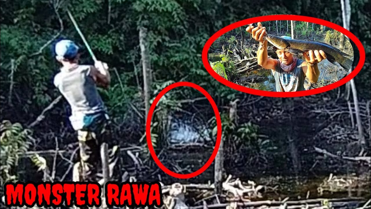 MONSTER.. RAWA HITAM.⁉️ - YouTube
