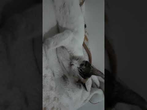 Elini emzik gibi emen kedi 😂🤣