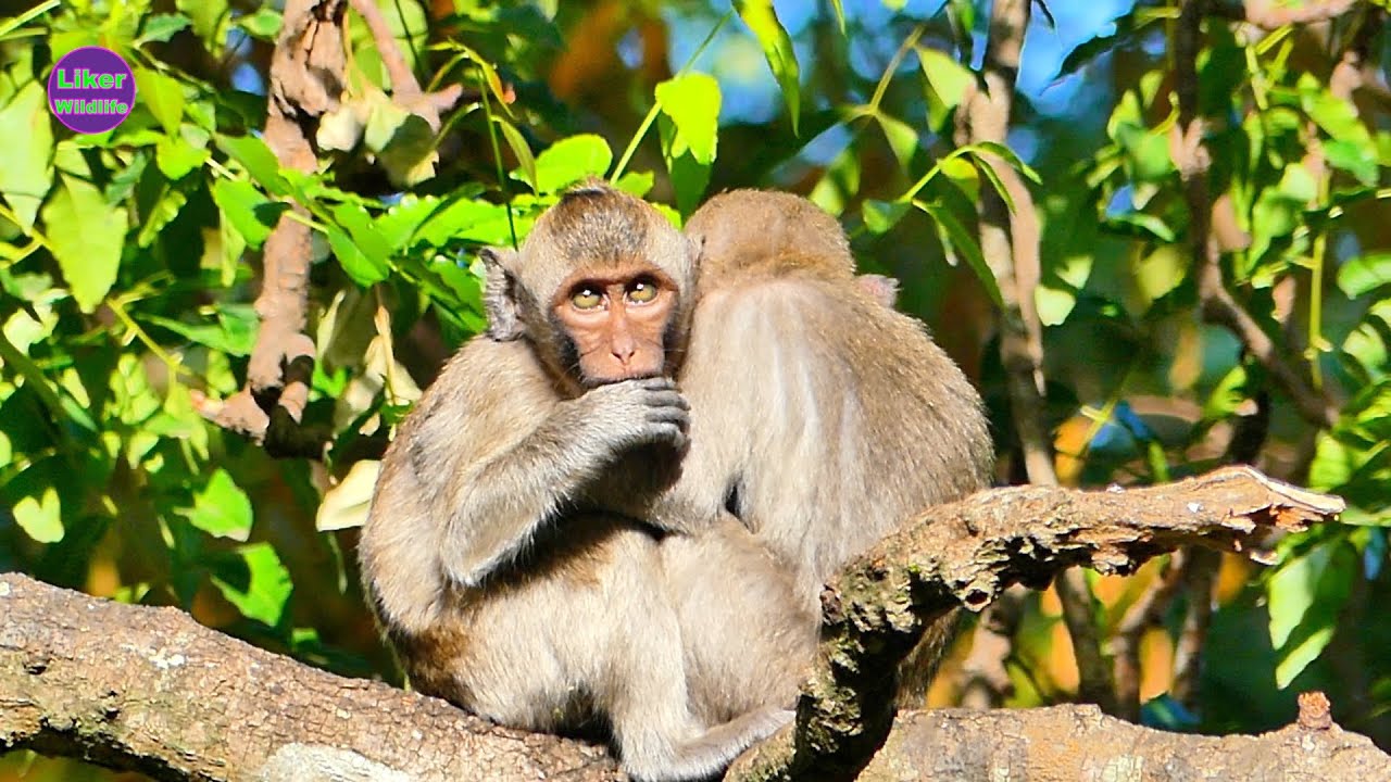 So Sweetness, Little monkey Emma with MoMo they are like play together ...