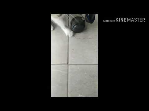 Enes batur un kamera çantaını kemiren kedi