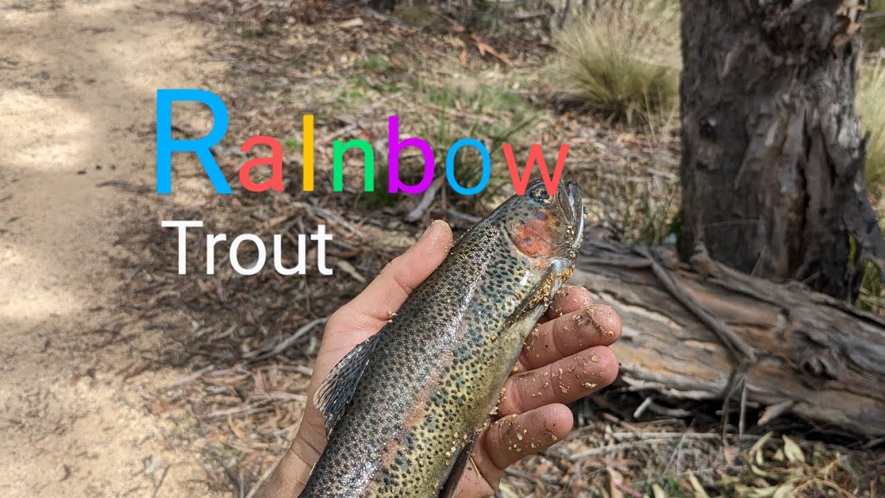 Trout fishing in a small creek/river - YouTube