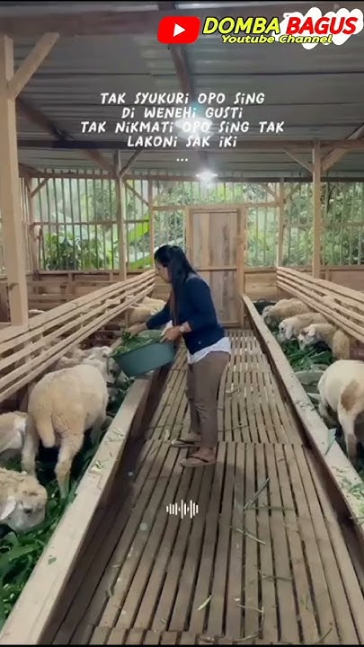 BREEDING DOMBA PAKAN FULL HIJAUAN SEGAR - YouTube