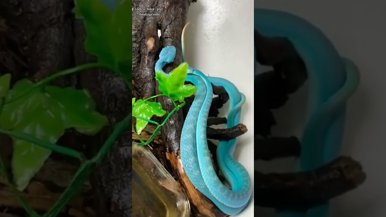 Conoce a la serpiente azul de indonesia! - YouTube