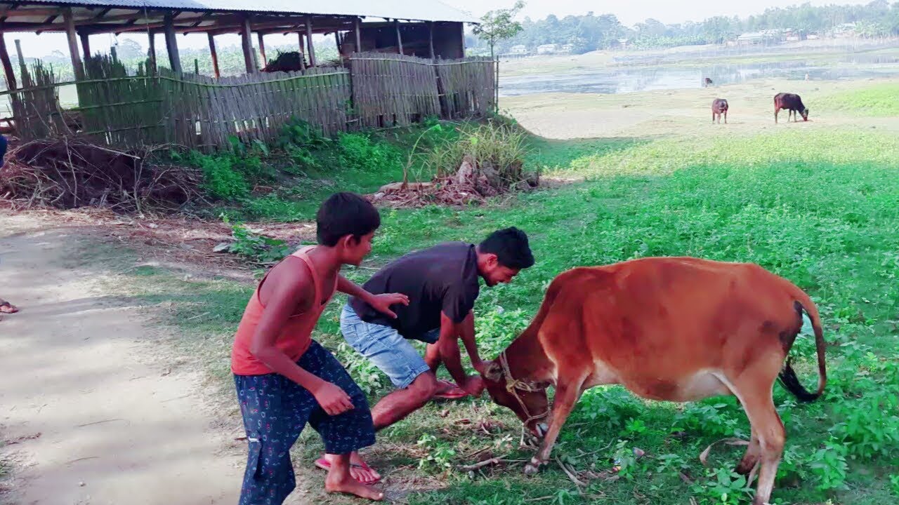 MAN AND COW FIGHT FUNNY - YouTube