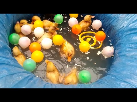 Ducks sound Little ducks quacking Fanniest Baby Duckling Compilation p ...