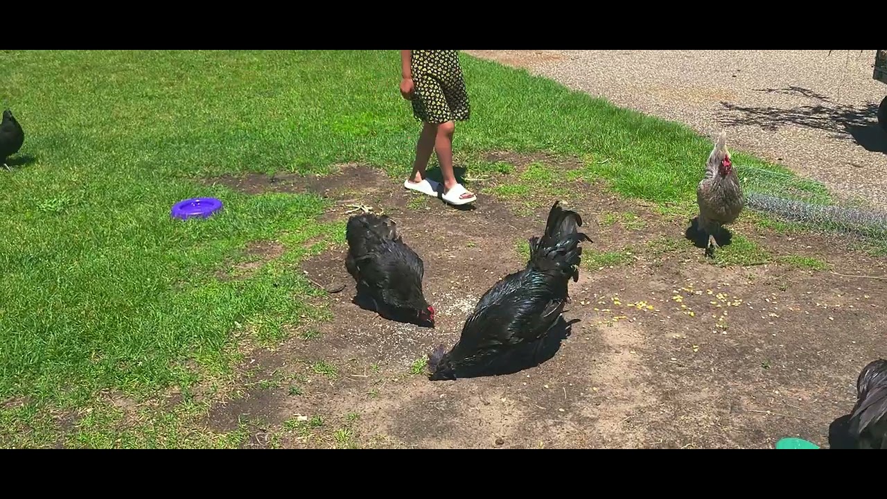 How to catch a chicken 6/13/24 - YouTube