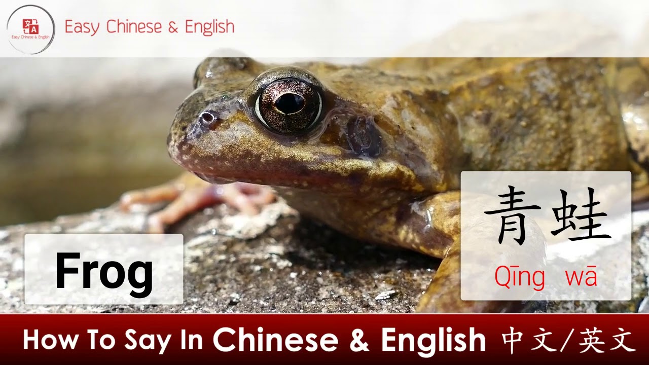 How to say "Frog" (青蛙) | Mandarin Chinese & English - YouTube