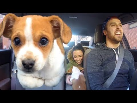 Surprising Uber Riders with a Puppy