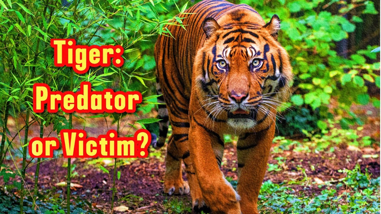 Tigers: The Ultimate Big Cat Documentary - YouTube