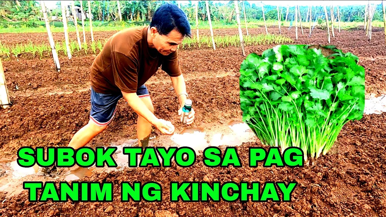 aral Mina tayo sa pag tatanim ng kinchay - YouTube