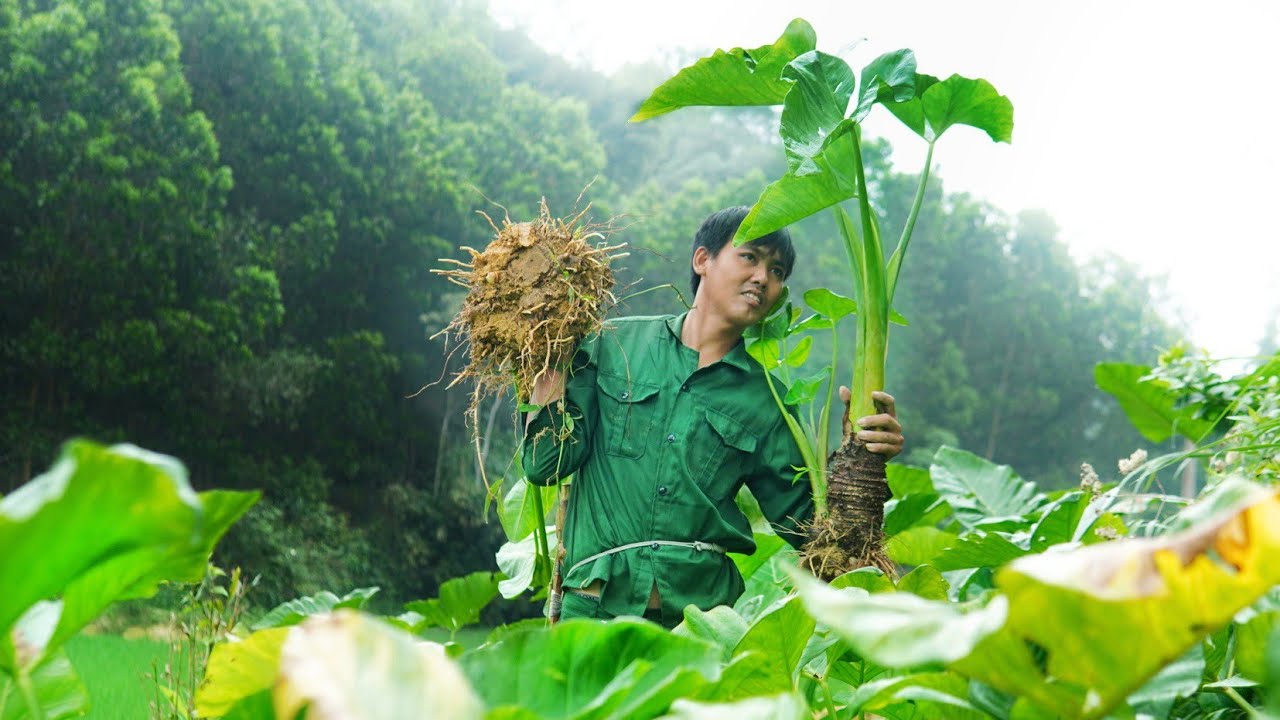 Unbelievable! Harvest taro, Watch a Farmer Make a Big Profit Selling an ...