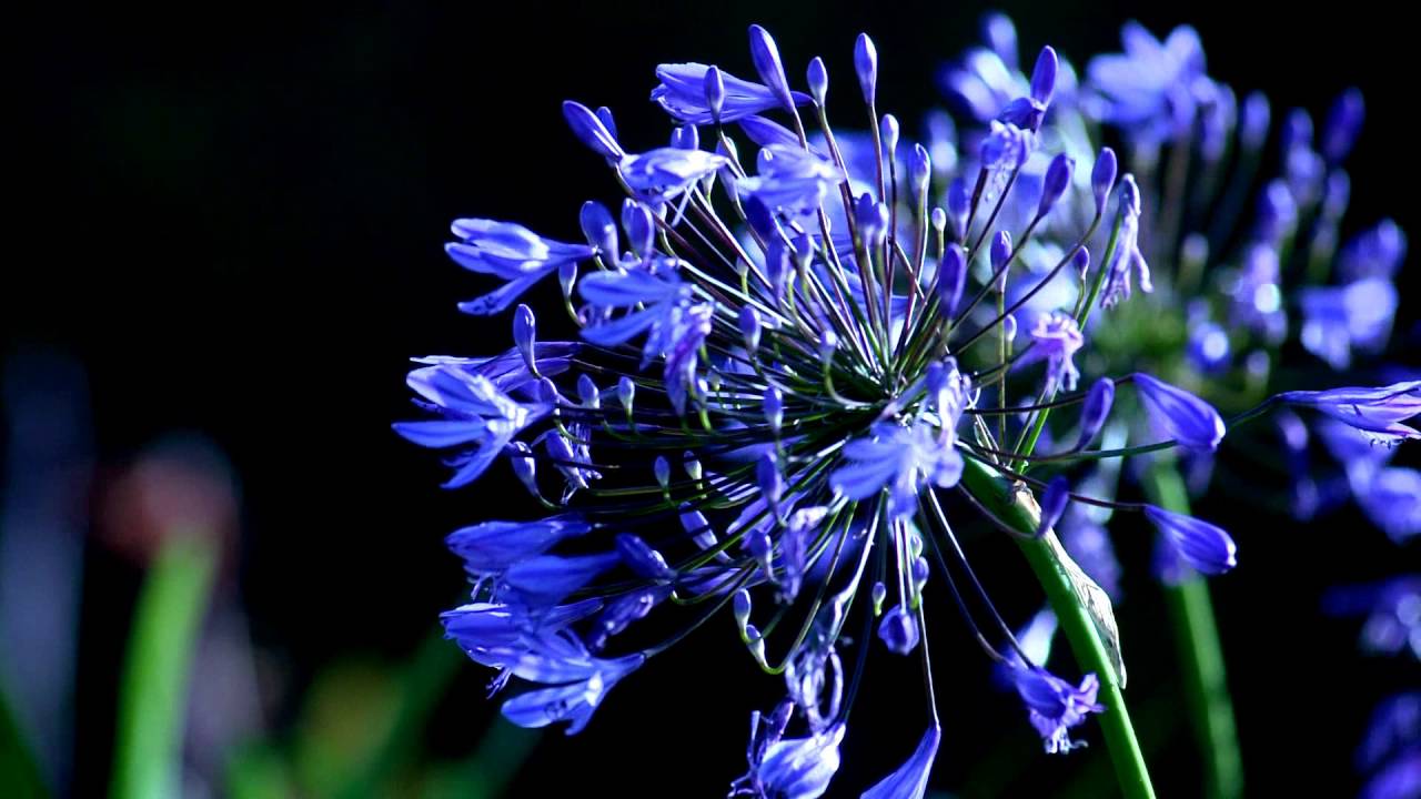 yvavilebi valsi - YouTube