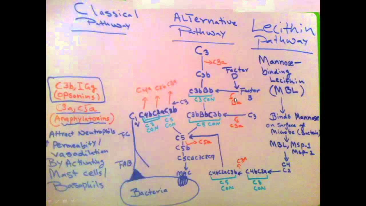 complement system - YouTube