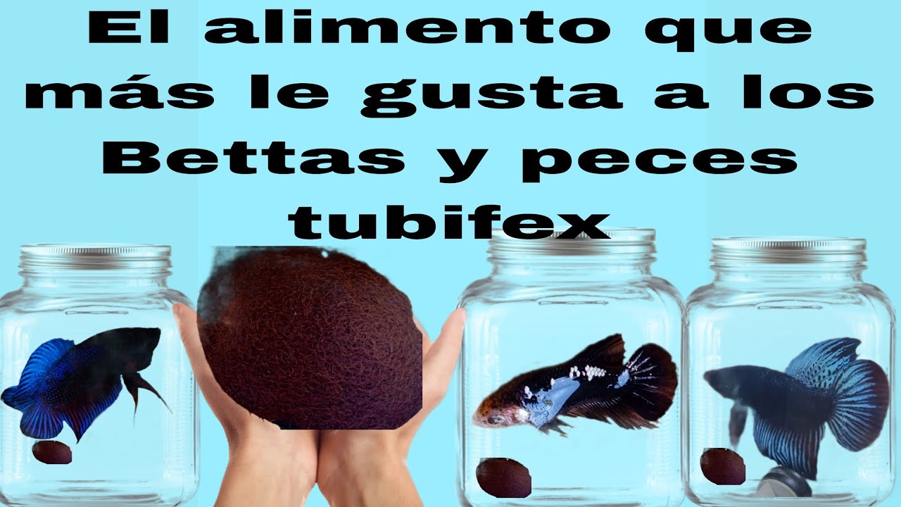 El alimento que desarrolla los Bettas más rápido de los normal ...