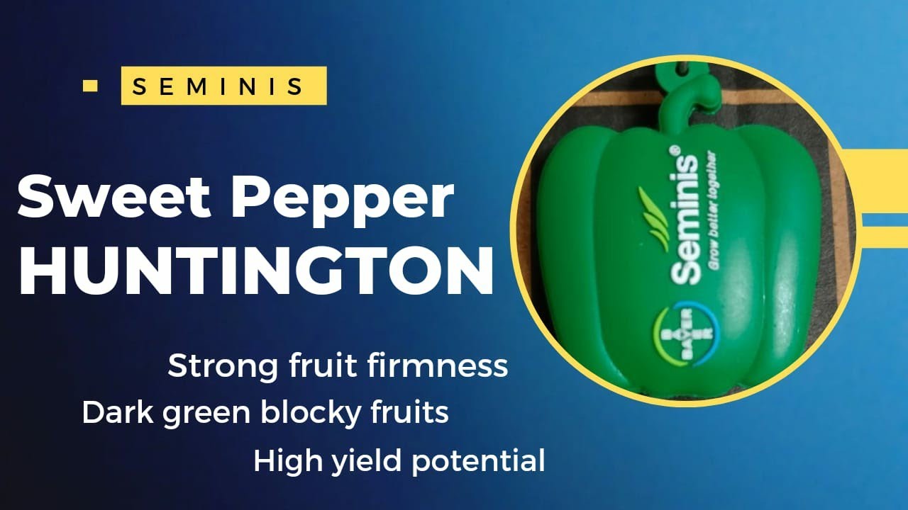 Seminis Sweet pepper - Huntington - YouTube