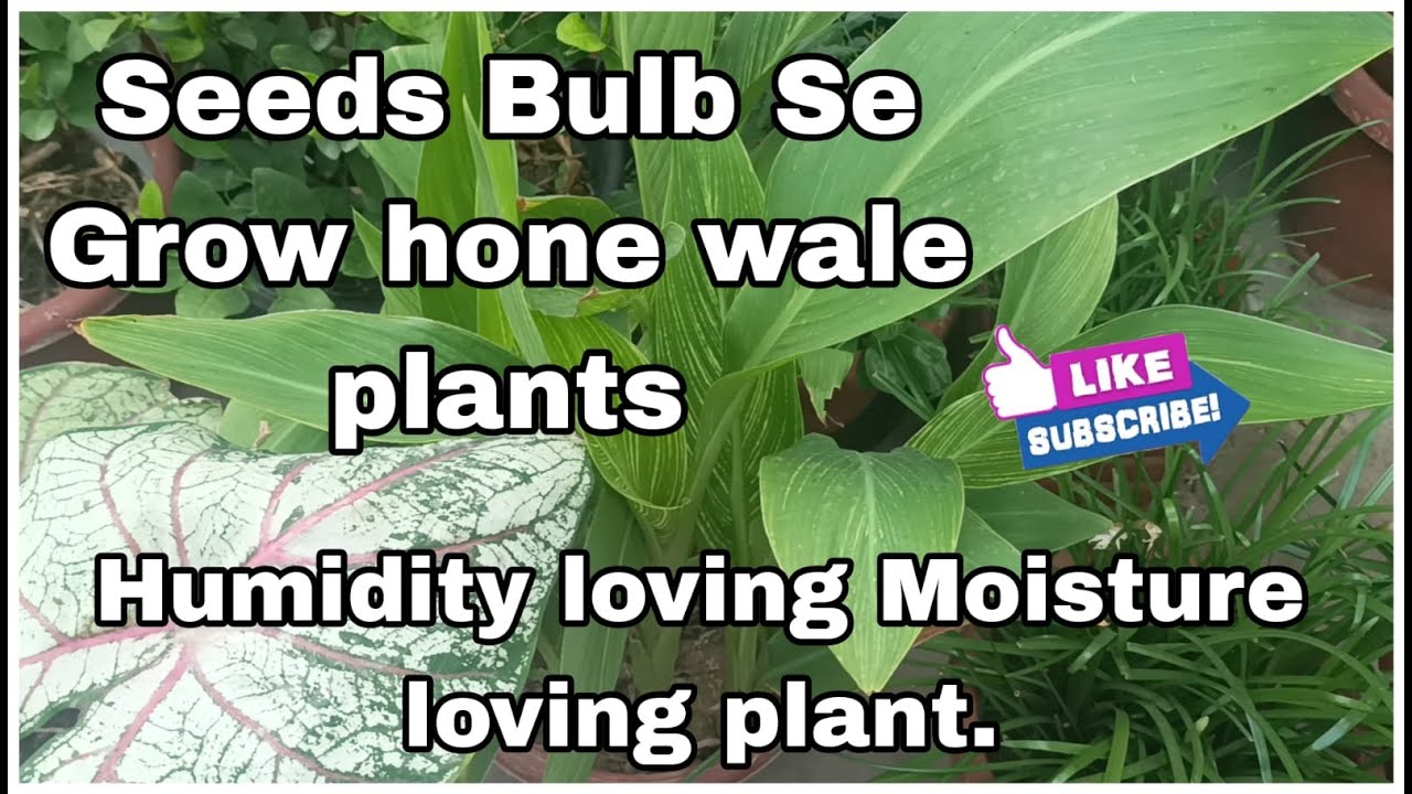 Seeds Bulb se Grow hone wale plants, Humidity loving & Moisture Loving ...