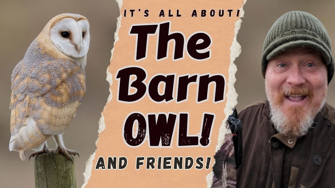 An EPIC BARN OWL ENCOUNTER!! Let's WATCH BARN OWLS TOGETHER! - YouTube