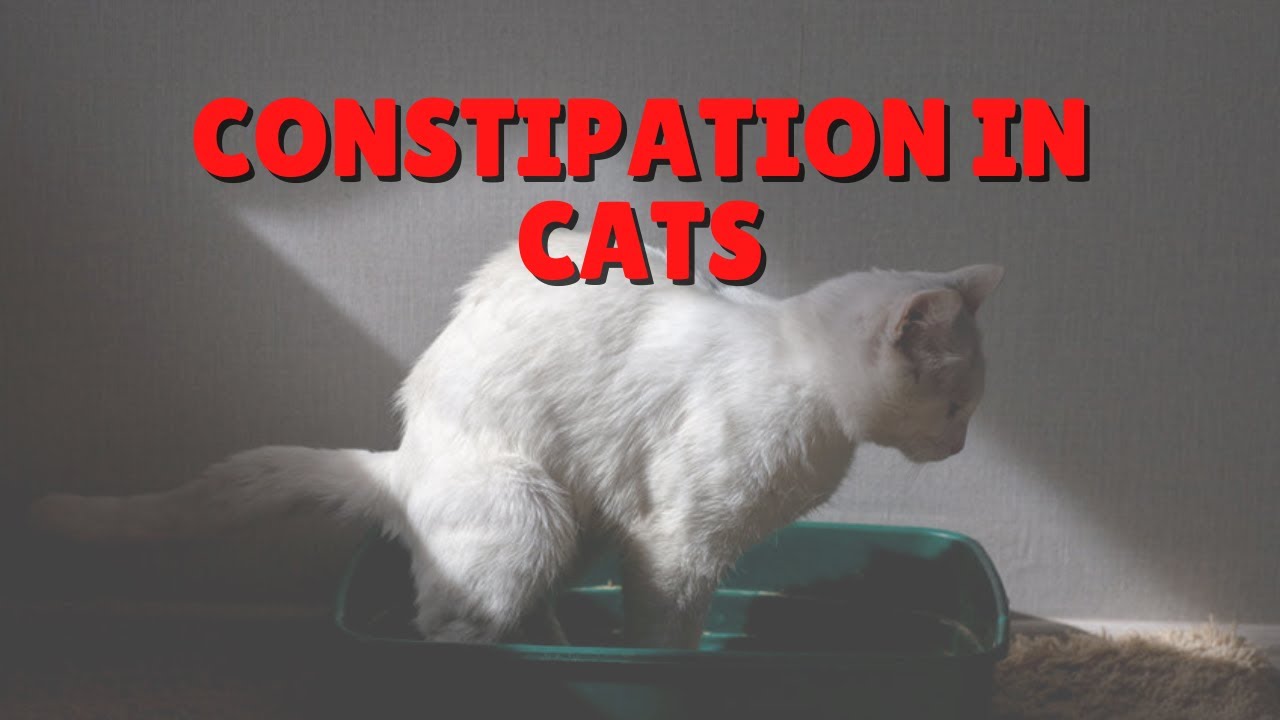 Cats Who Are Constipated