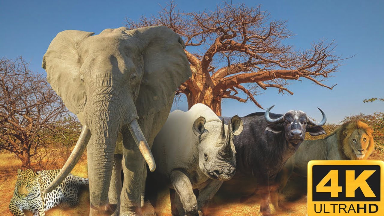 4K Rain Forest Animals - Amazing Animal of Forest Wildlife | Animal ...